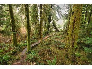 Carmanah Walbran Provincial Park | Camping & RVing BC