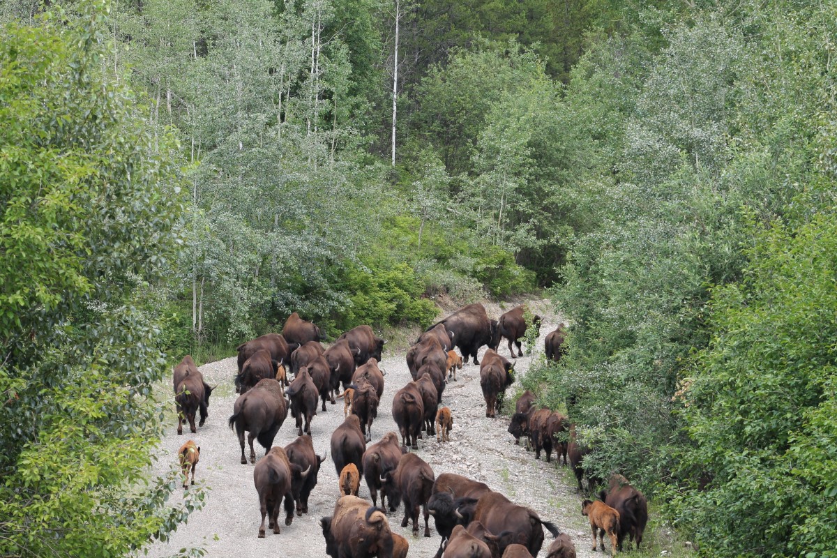 RVing Along the Alaska Highway in Northern British Columbia - Camping ...